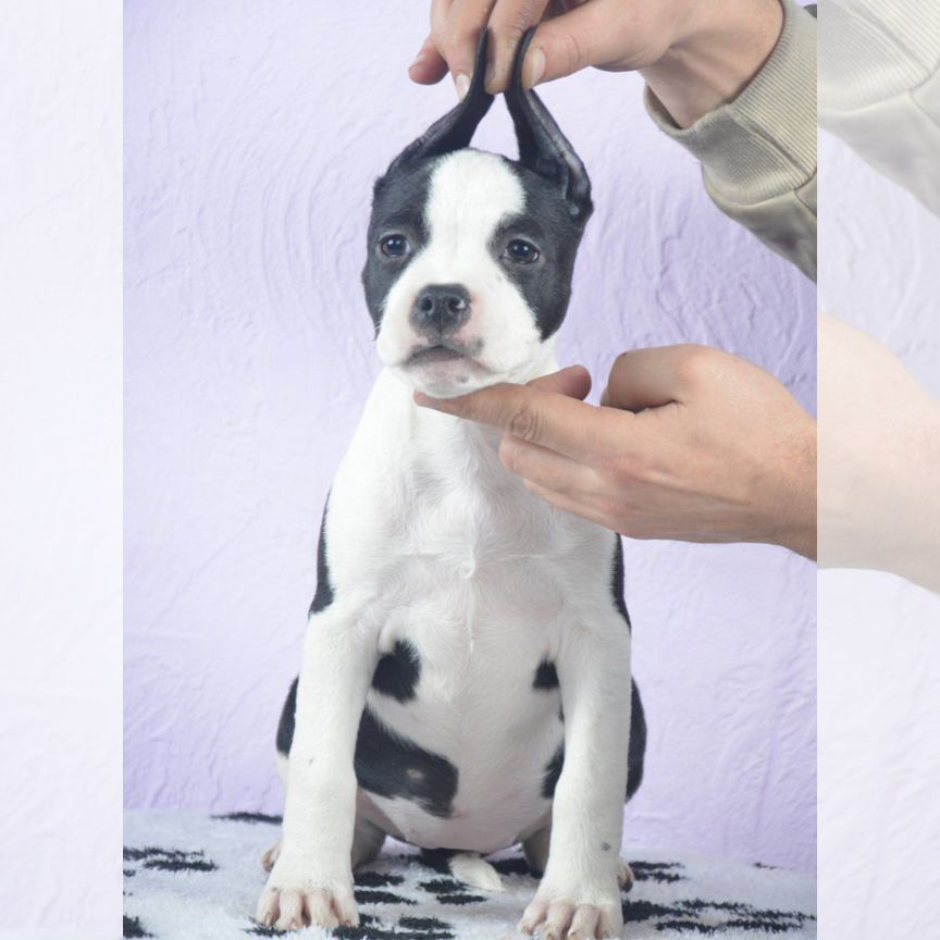 Американский стаффордширский терьер, щенок