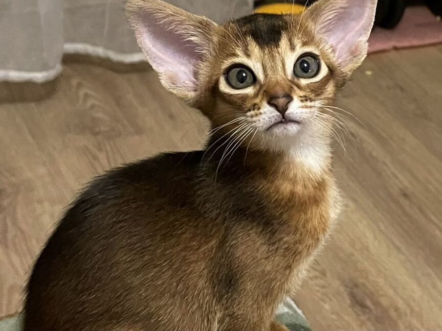 Абиссинские котята