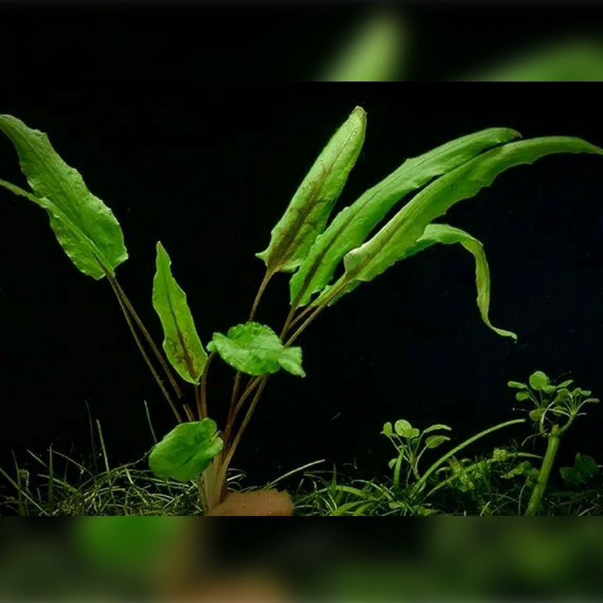 Аквариумные растения