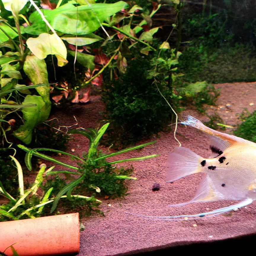 Скалярии пиной