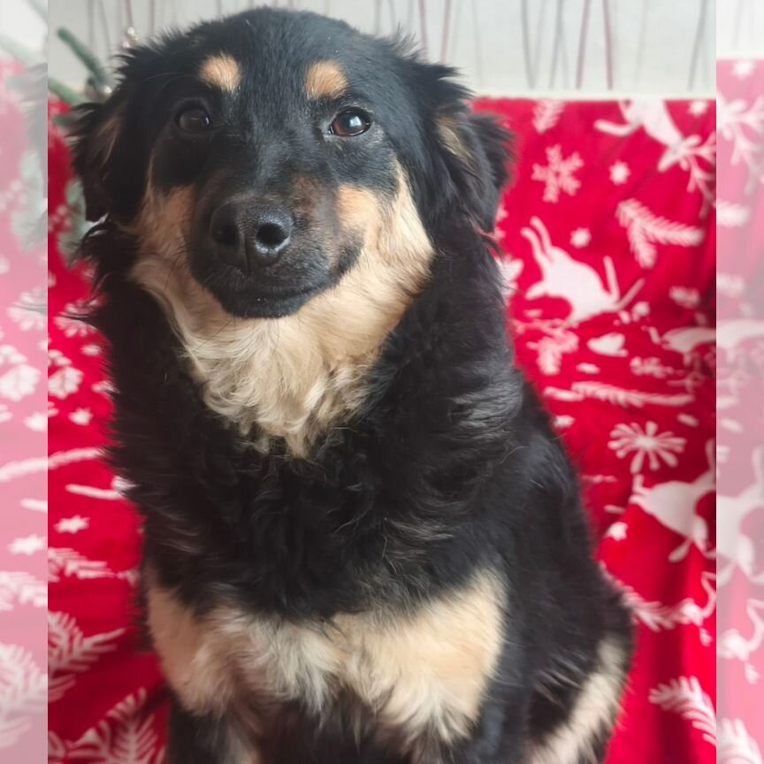 Взрослая собака в добрые руки