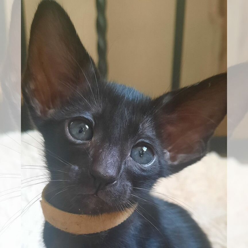 Ориентальные котята