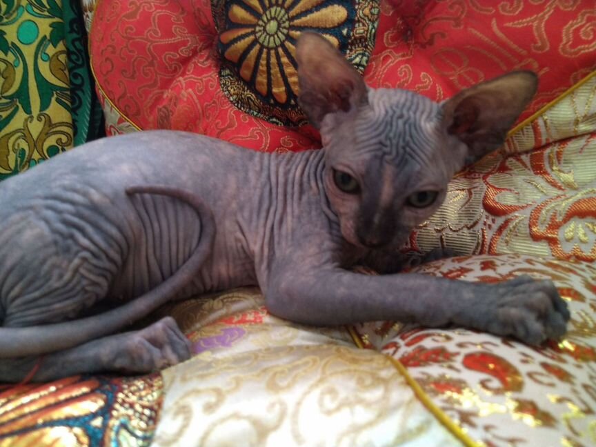 Котята сфинкс