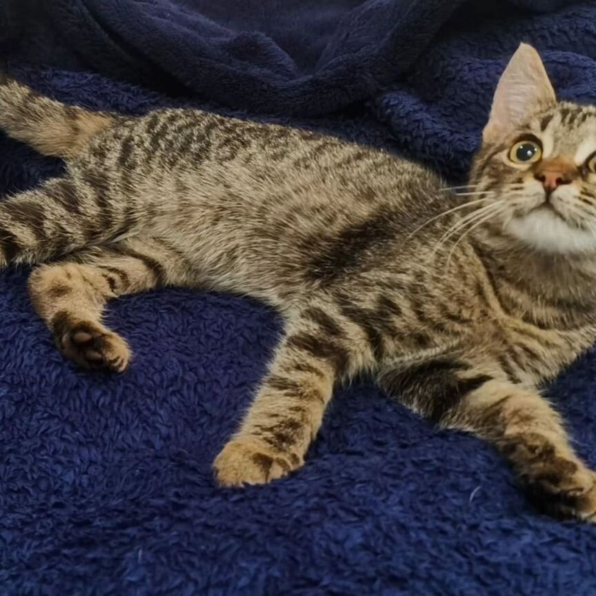 Котенок в добрые руки