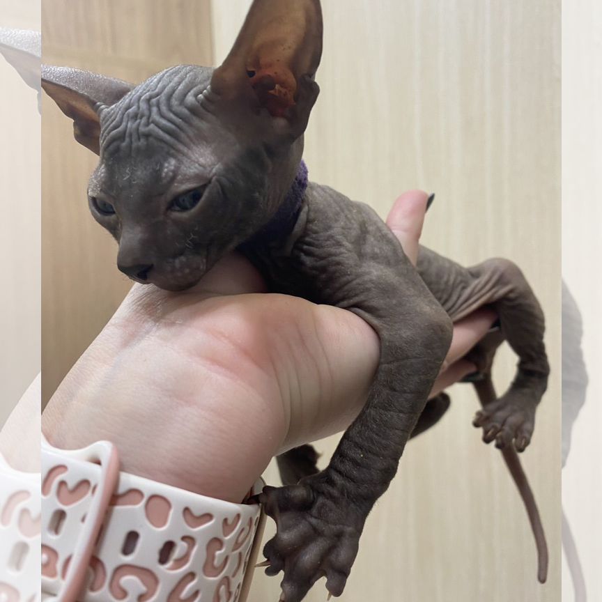 Канадский сфинкс котёнок