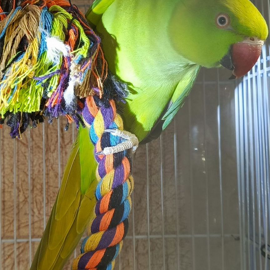 Самочка ожерелового попугая