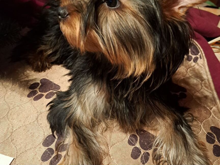 Мальчик йорк стандарт 5 мес