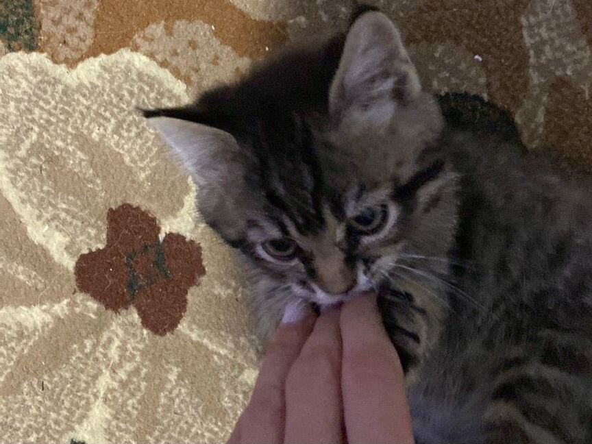 Котенок