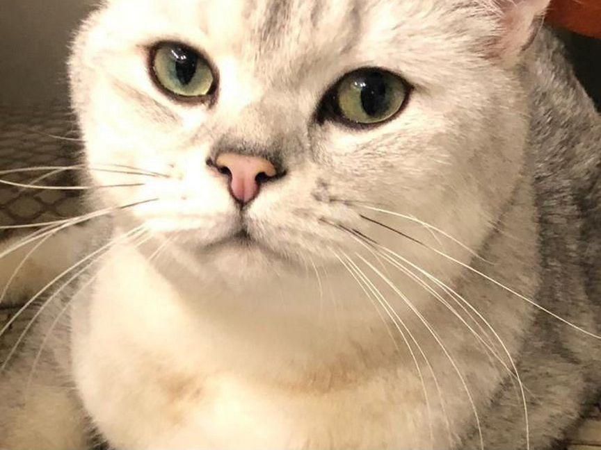 Кот Шотландец в добрые руки