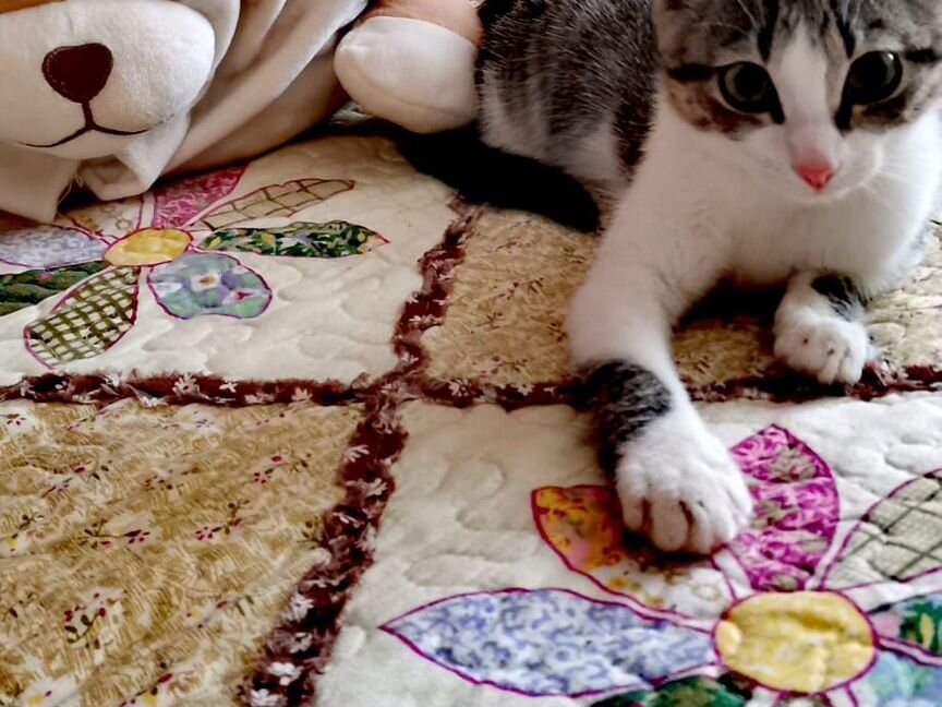 Котенок