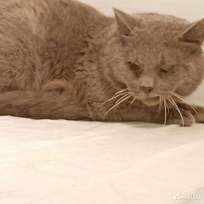 Одинокий выброшенный котик после лечения ищет дом