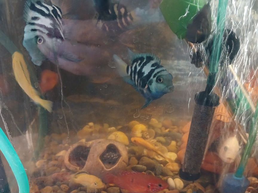 Аквариумные рыбки цихлиды