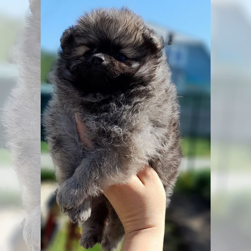 Померанский шпиц, щенок