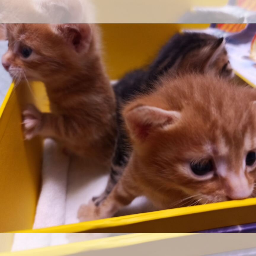 Курильский бобтейл короткошёрстный котёнок