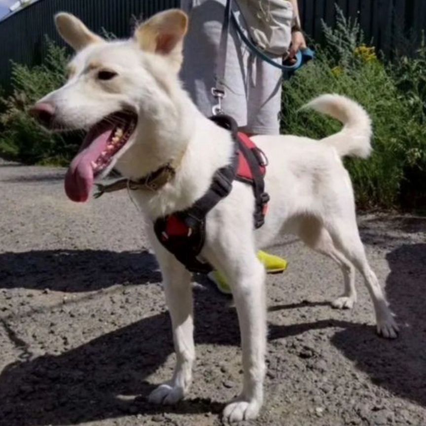 Белый Айс ищет семью