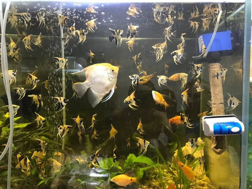 Аквариумные рыбки Скалярии (3-4 месяца)