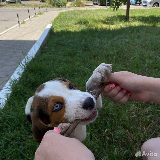 Бигль щенок разноглазый