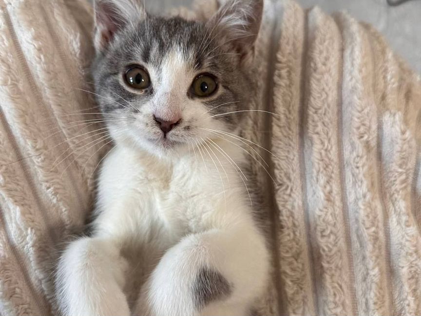 Котенок