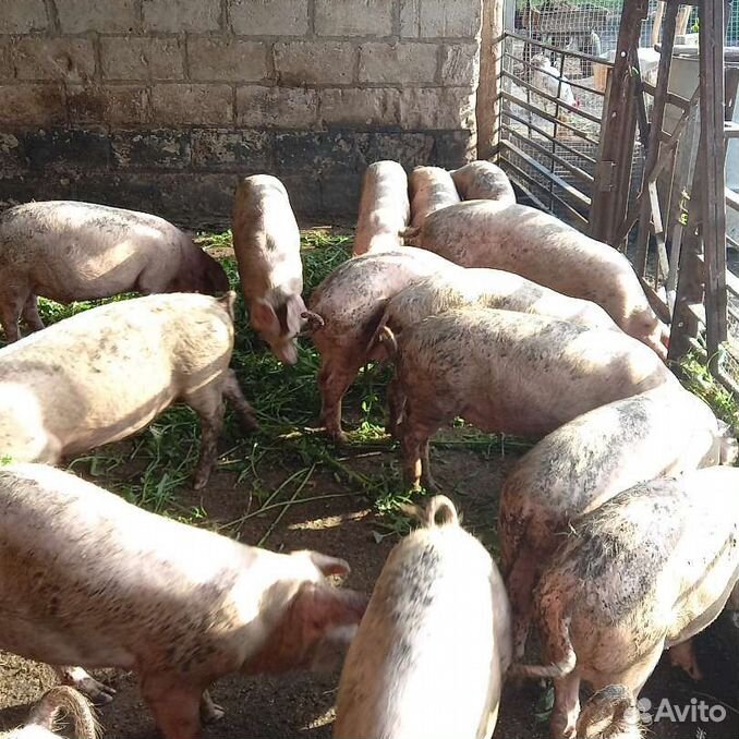 Поросенок ландрас