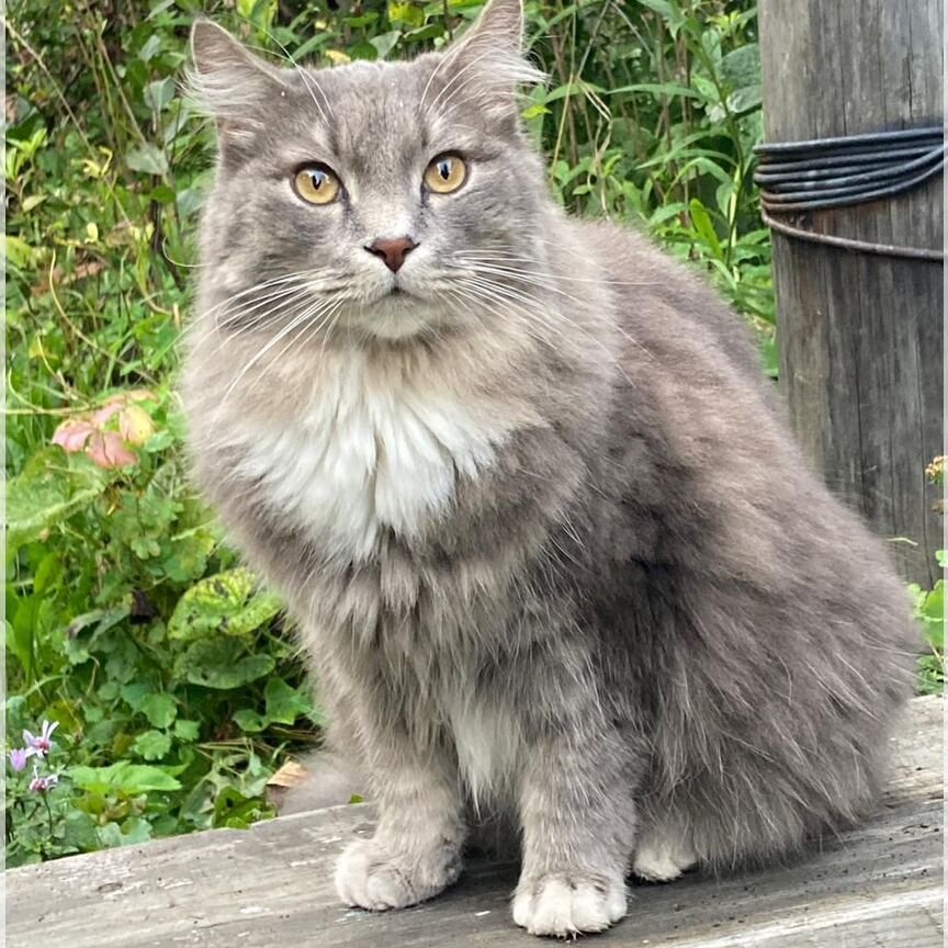 Сибирский, взрослый кот