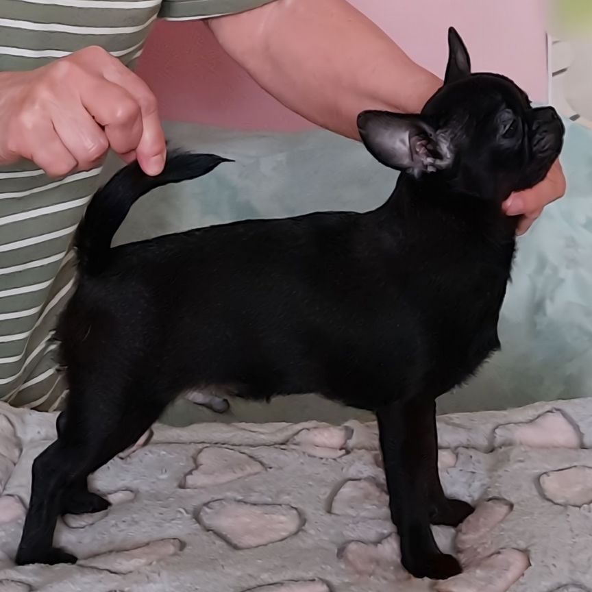 Чихуахуа, щенок