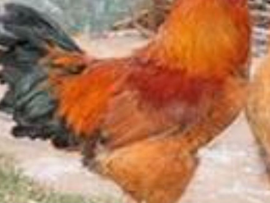 Кученские петухи