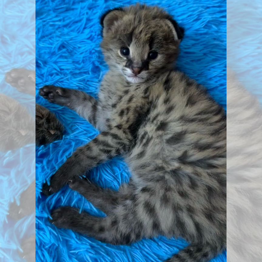Саванна кошка ф1