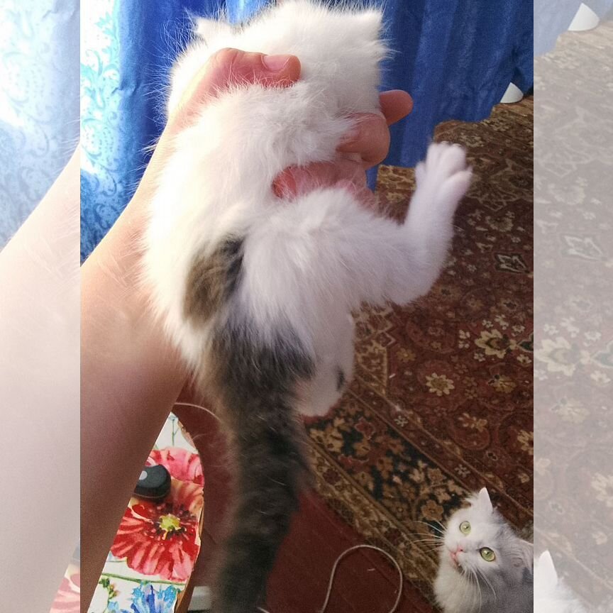 Котенок девочка в добрые руки