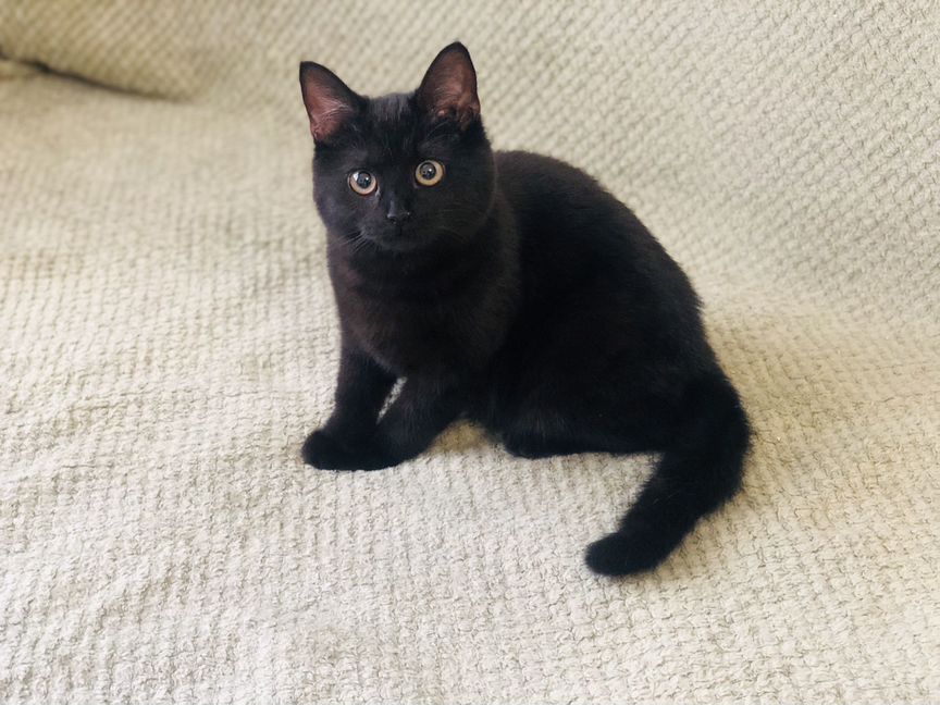 Котяенок в добрые руки