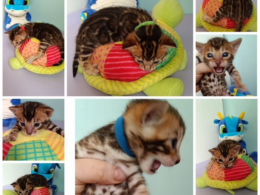 Бенгальские котята