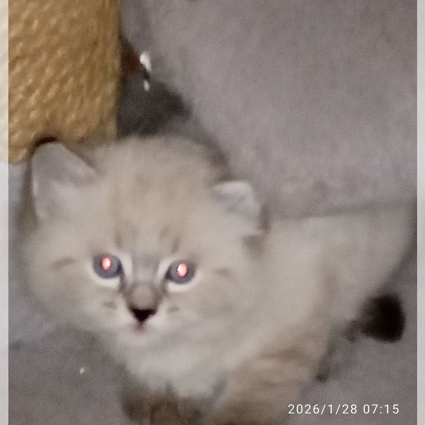 Невский маскарадный котёнок