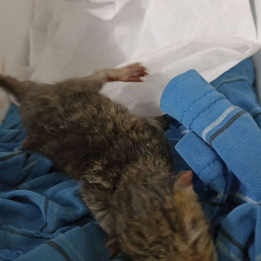 Котенок