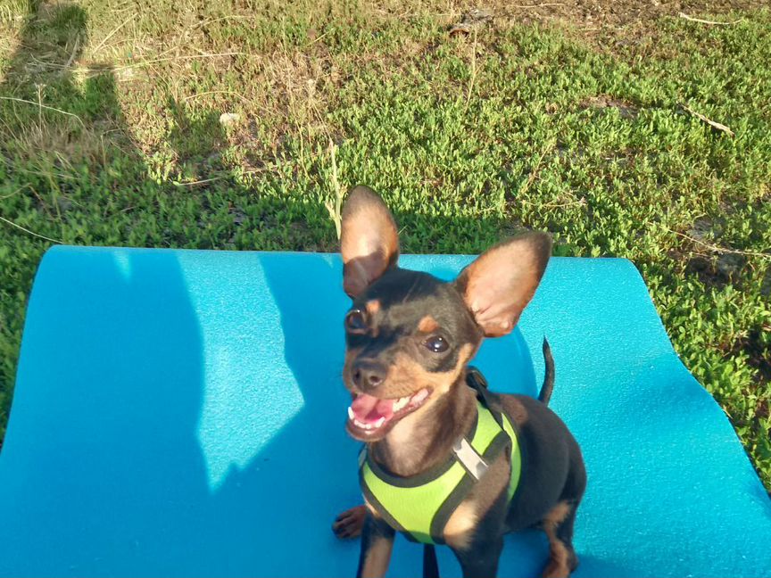 Мини той-терьер