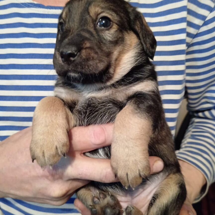 Отдам щенков в добрые руки