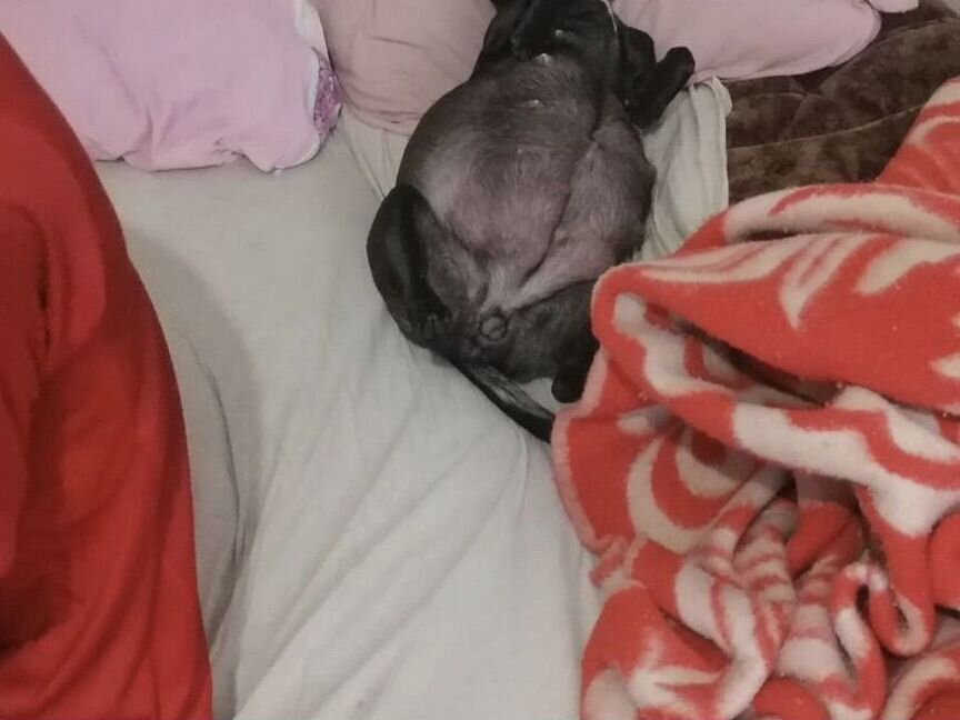 Собака в добрые руки маленькая порода