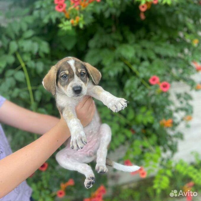 Красавишна хочет к вам в семью