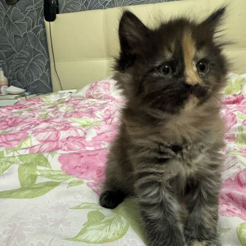 Девочка от шотландской кошки