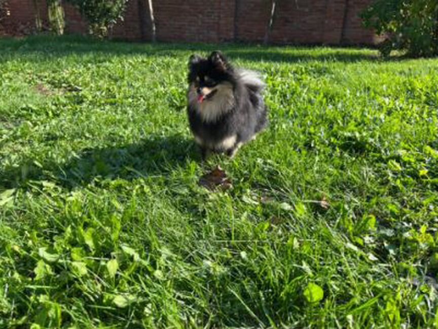 Померанский шпиц