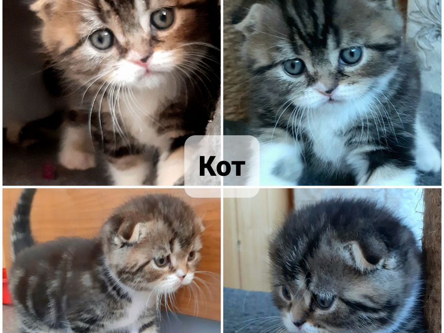 Шотландские мраморные вислоухие котята