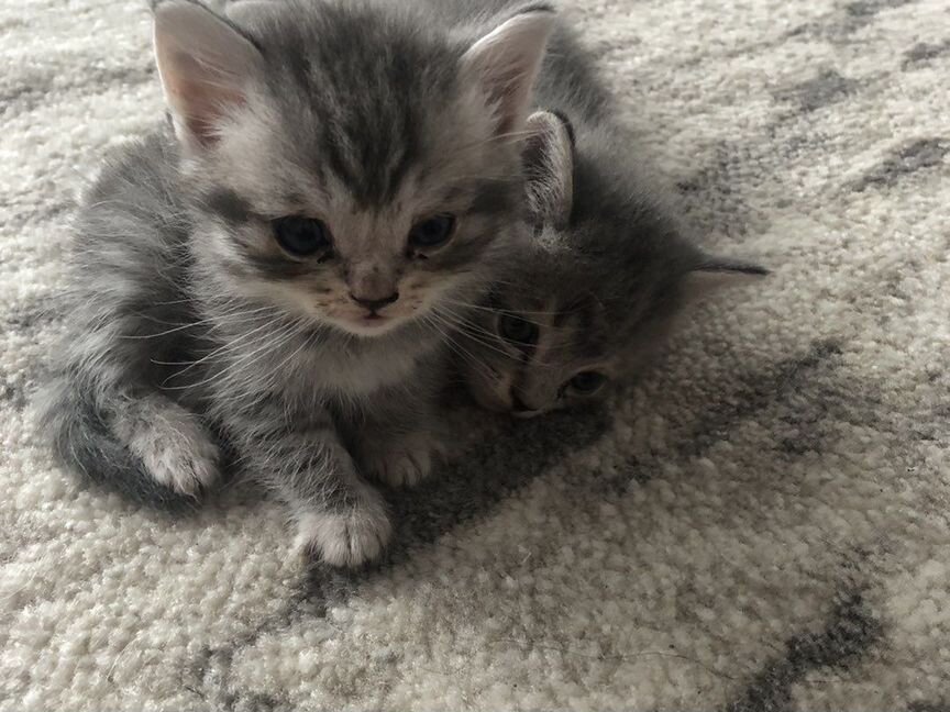 Котята