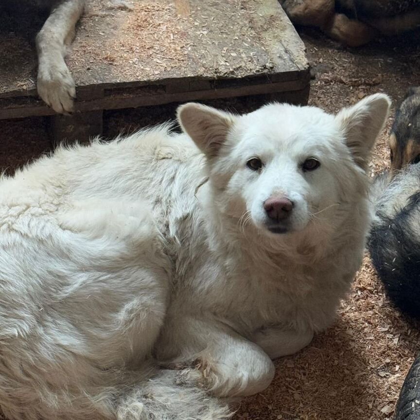 Красивый кобель в добрые руки