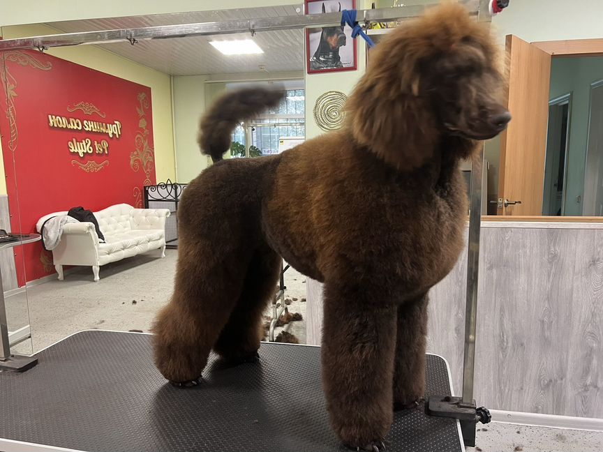 Королевский пудель