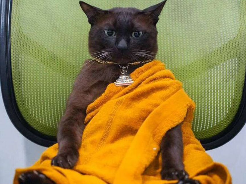 Сиамский кот ищет невесту