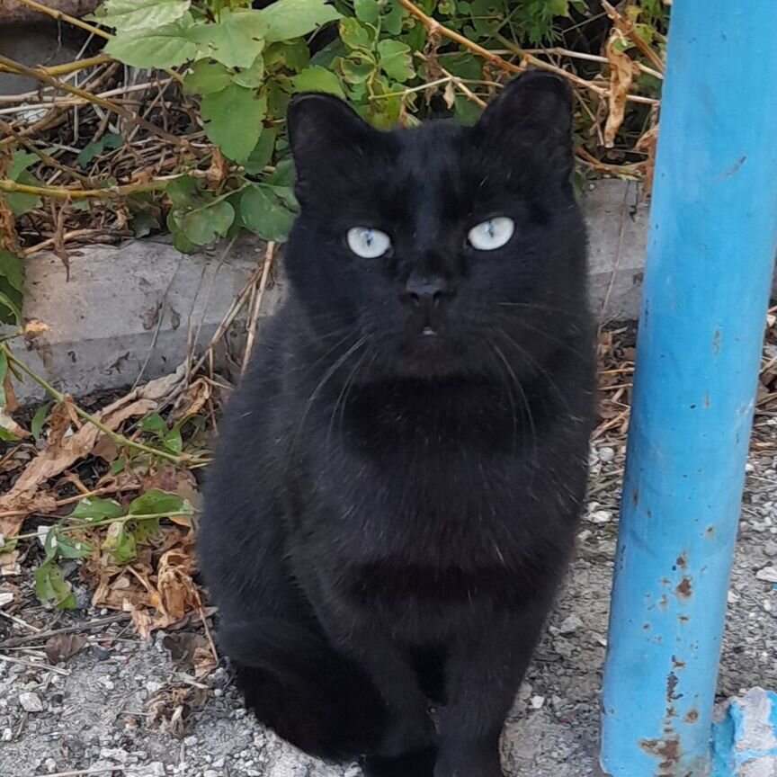 Молодой котик ищет дом