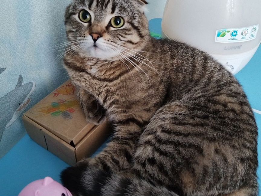 Вислоухий кот