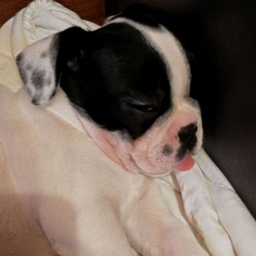 Французский бульдог, щенок