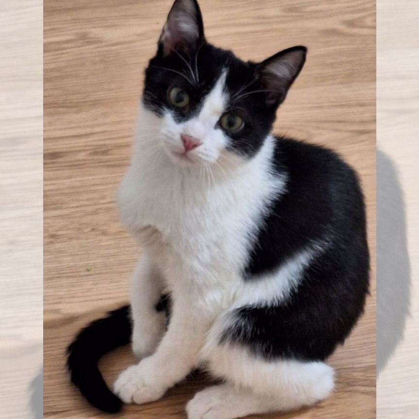 Котёнок в добрые руки