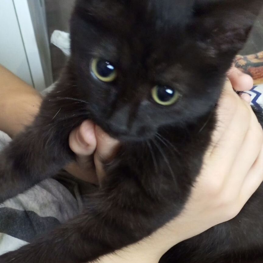 Черный котенок