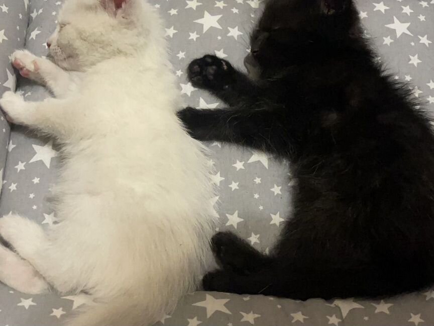 Котята Инь-Янь