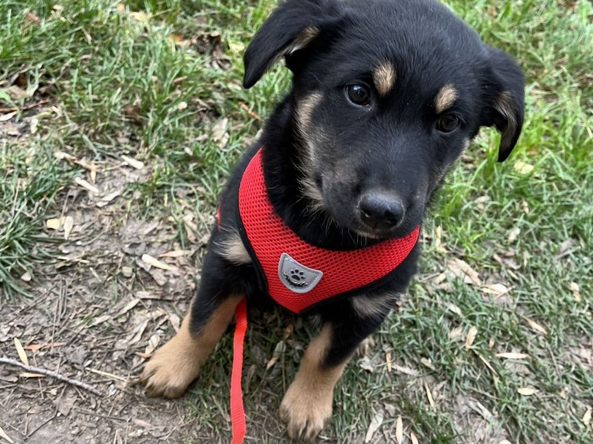 Щенки ротвейлера бесплатно